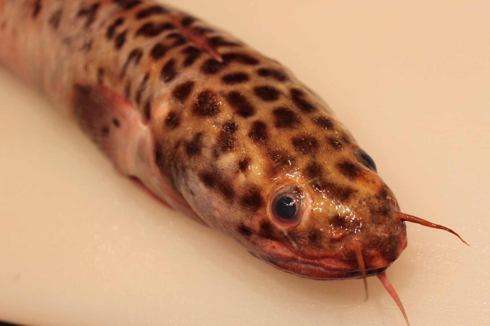 Tsure-T"sure **UMU London**: Fish Fish Fish! 北大西洋の魚たち