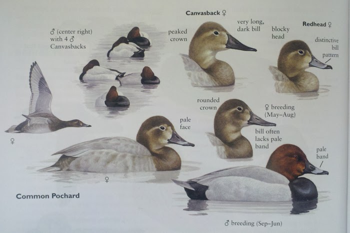 View from the Cape: Prepared for the next big one...