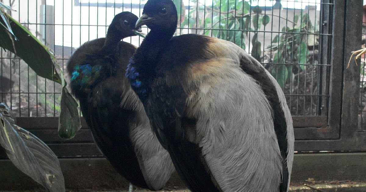ZOOTOGRAFIANDO (6.100 ANIMALS): TROMPETERO DE ALAS GRISES / GREY-WINGED ...