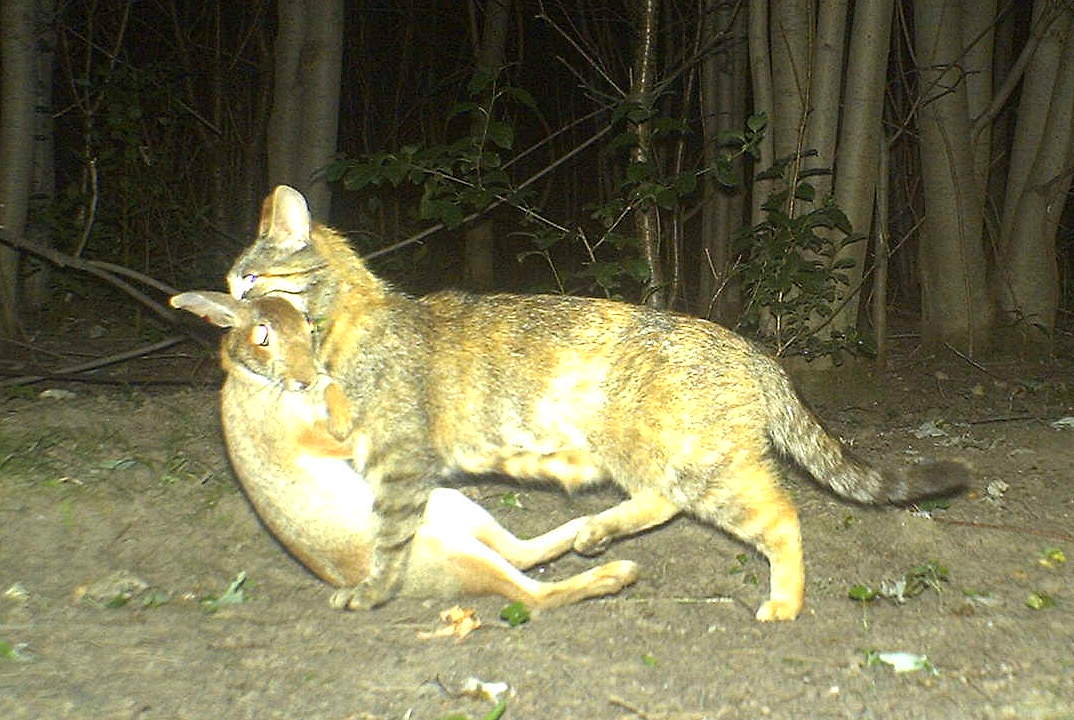 Backyard Beasts: Feral cat on the camera trap