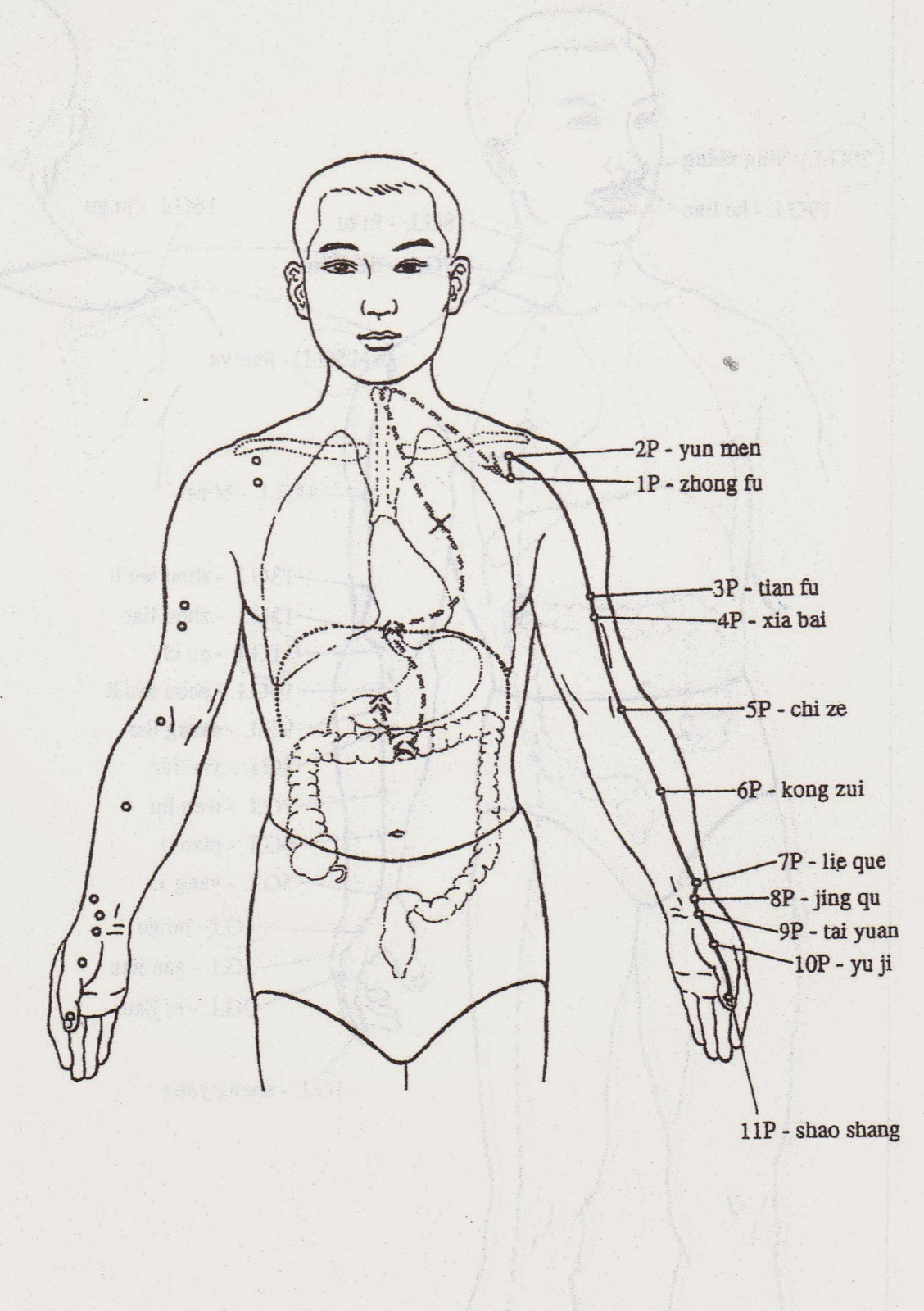 Blog Le Souffle du Menhir: Le méridien du Poumon (SHOU TAIYIN FEIJING)