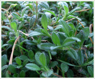 Mouse-ear Chickweed ~ Lawn and Turf Care