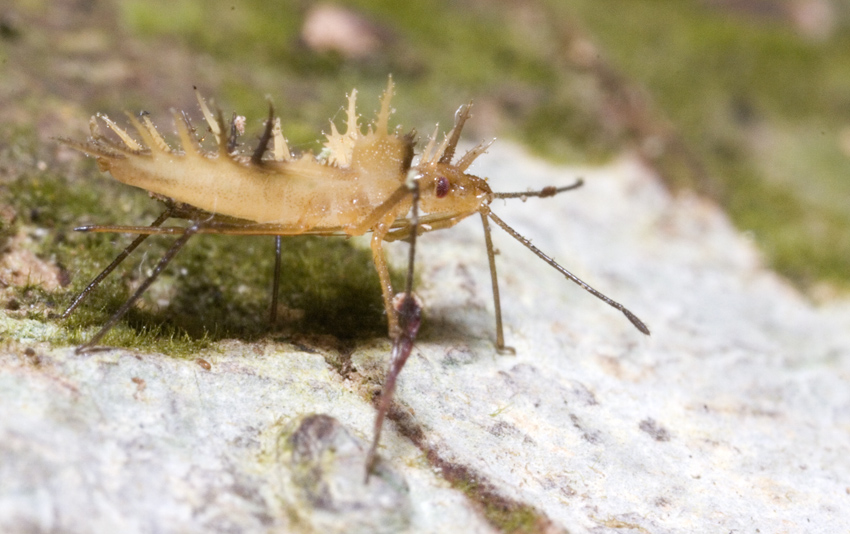 Real Monstrosities: Lace Bug