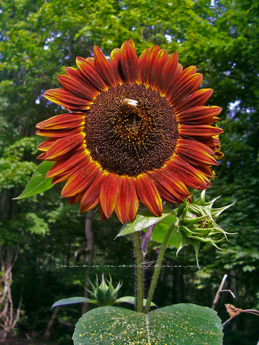 casey/artandcolour: Sunflower of a Different Color
