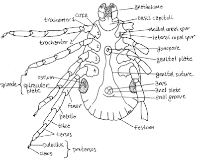 Springfield Plateau: Lone Star Tick Revenge