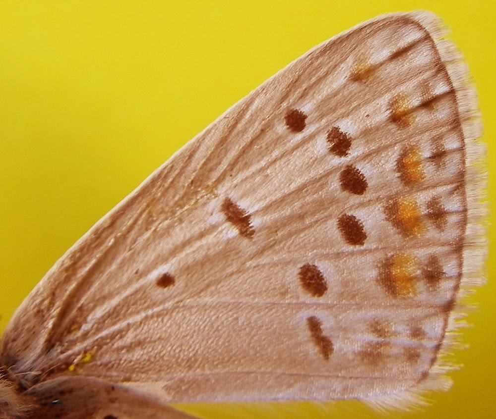 MARIPOSAS (BUTTERFLIES): Subfamilia POLYOMMATINAE Tribu POLYOMMATINI ...