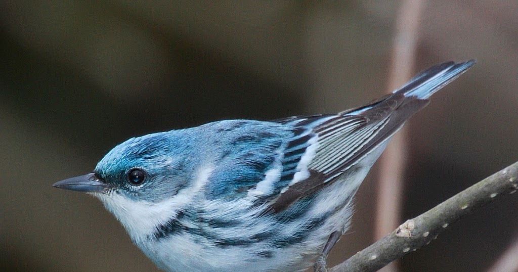 Ephemeral by Nature: cerulean warblers
