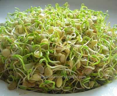 Turmeric & Saffron: Growing Seeds (Sabzeh) For Nowruz (Persian New Year)