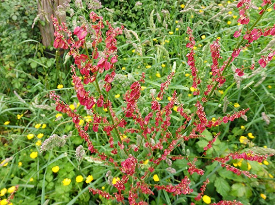 FLORES SILVESTRES DE COLOR ROJO Y NARANJA