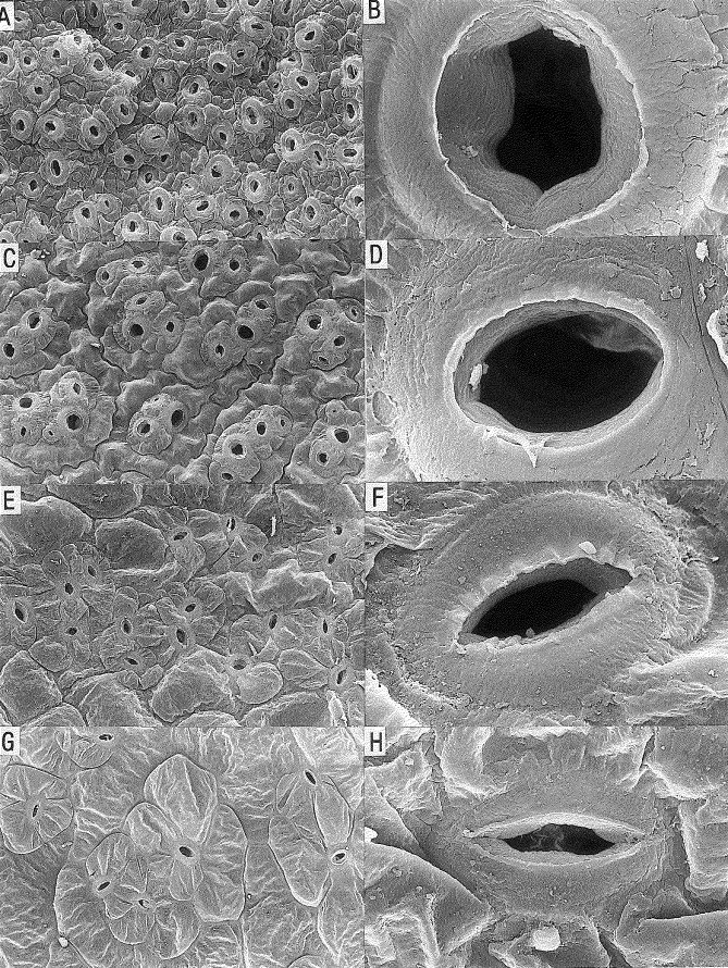 Mesophytes - AS91155