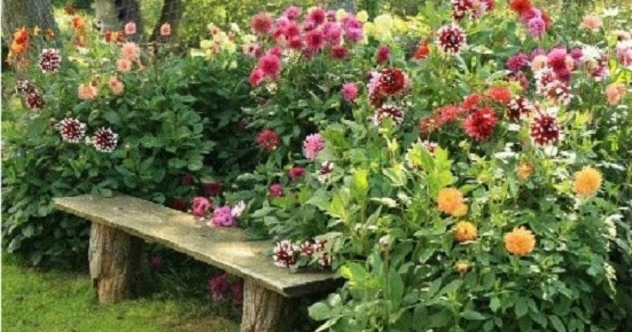 Two Men and a Little Farm: FLOWERS AROUND BENCH, INSPIRATION THURSDAY