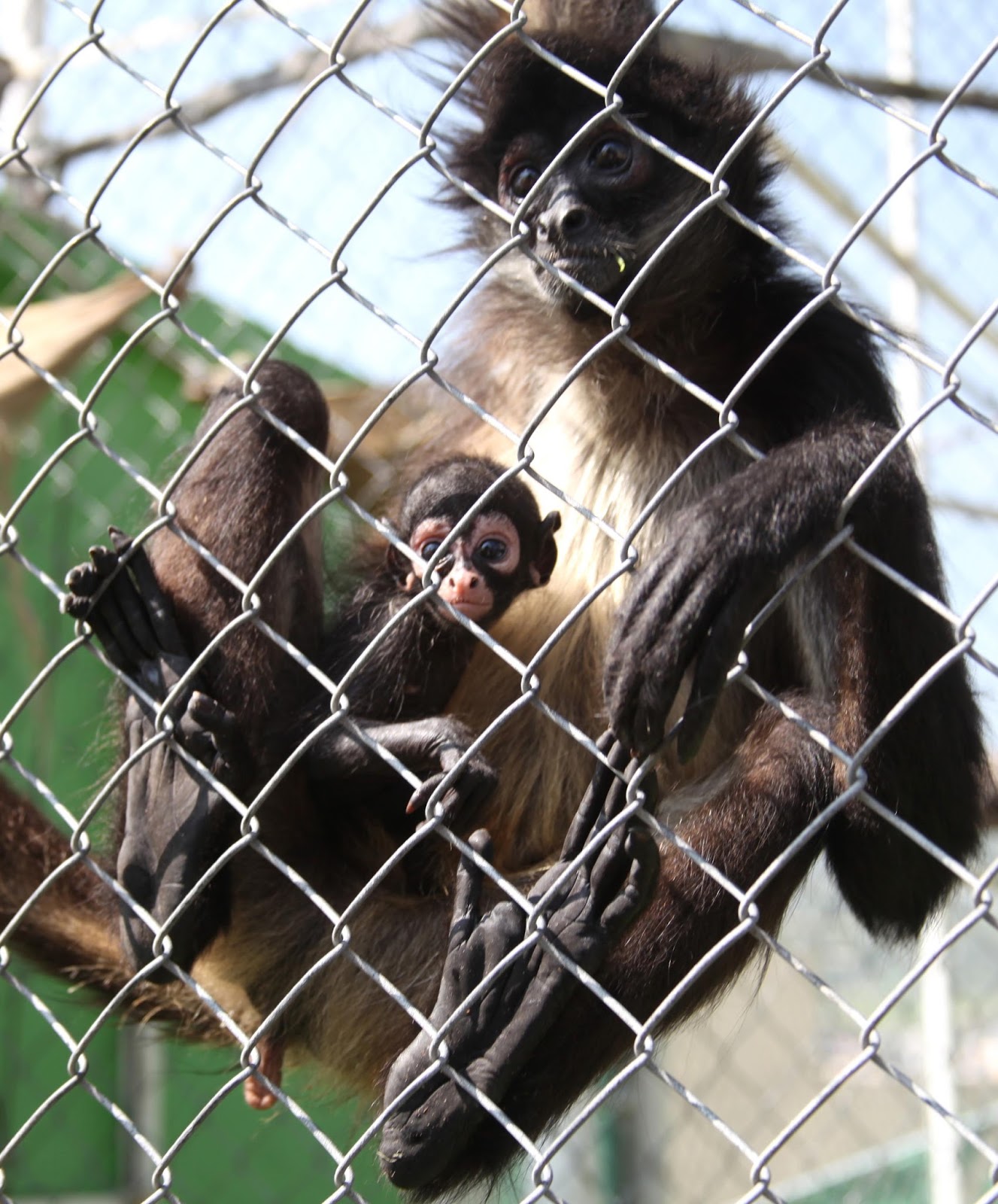 El mexiquense Hoy: Nace cría de mono araña en el parque ecológico Ehécatl