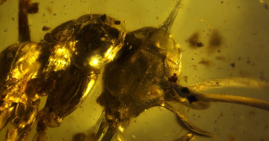 Ancient ‘Hell Ant’ with Metal Horns & Trap Jaw Found Inside Amber ...