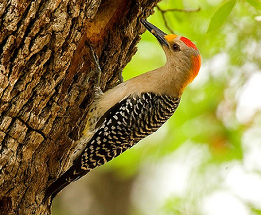 Bellas Aves de El Salvador: Melanerpes aurifrons (cheje, carpintero de ...