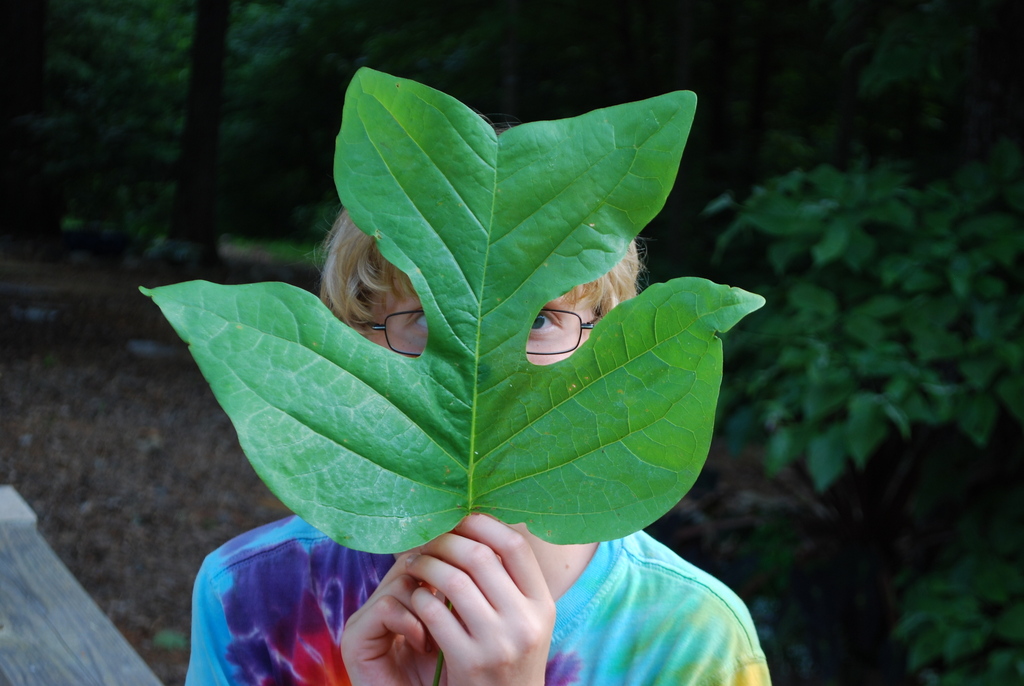 Forestry 101: Tree Identification Using Leaves
