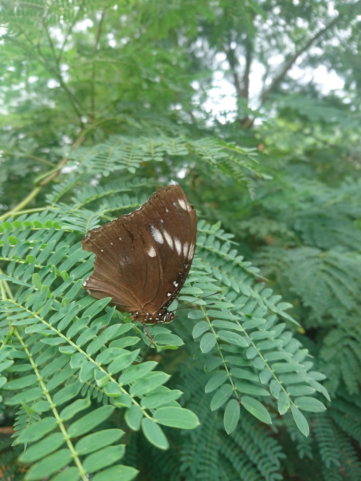 butterfly perch up leaf tree