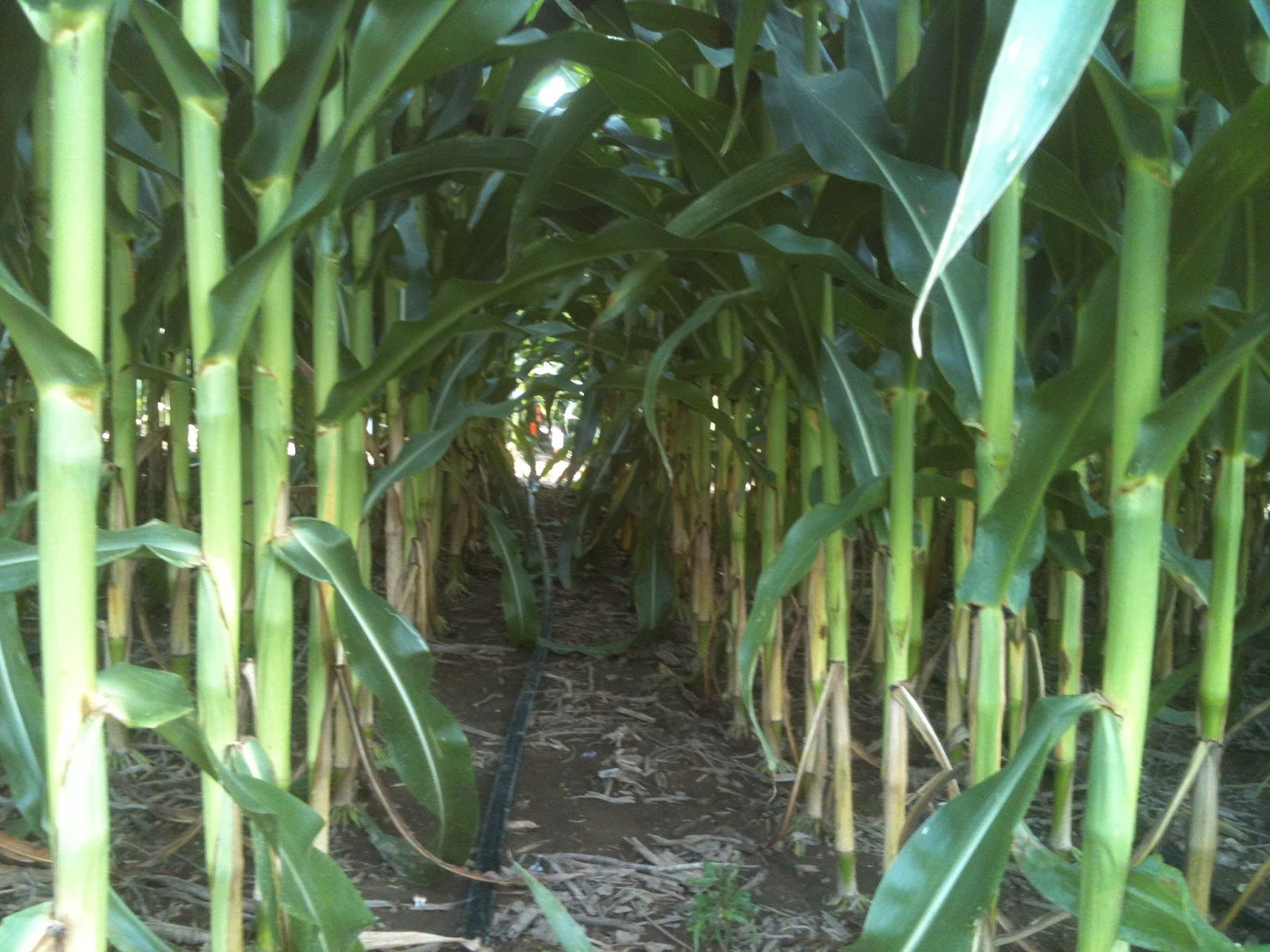 Grain Crops Update: Way Too Early Prediction: Weak Corn Stalks this Fall