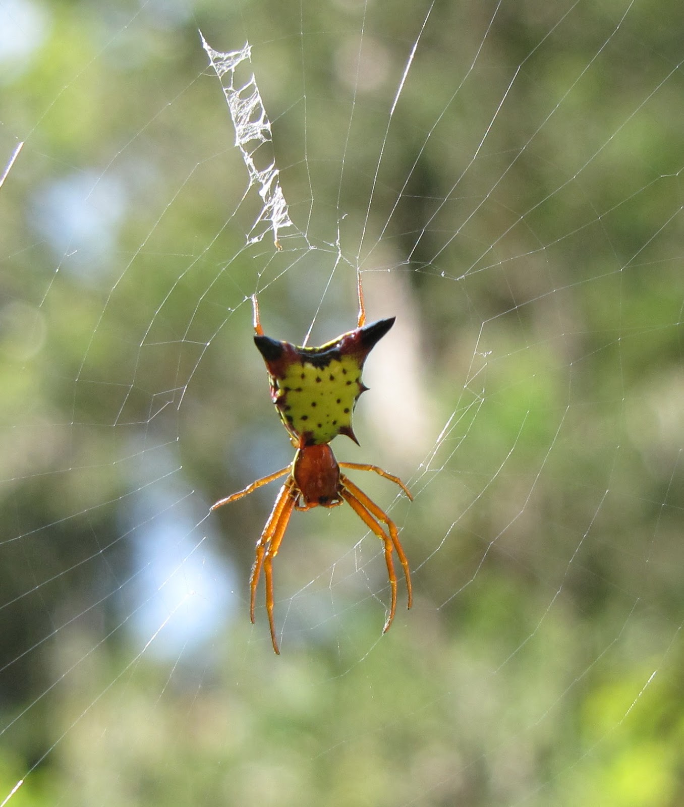 Micrathena With Two Huge Horns