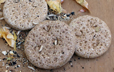 Colonial Quills: Weevils anyone? Food on board a ship.