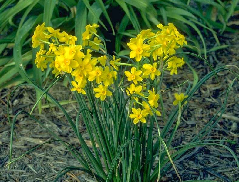 Beechwood Landscape Architecture and Construction: 'Baby Moon' Daffodil ...