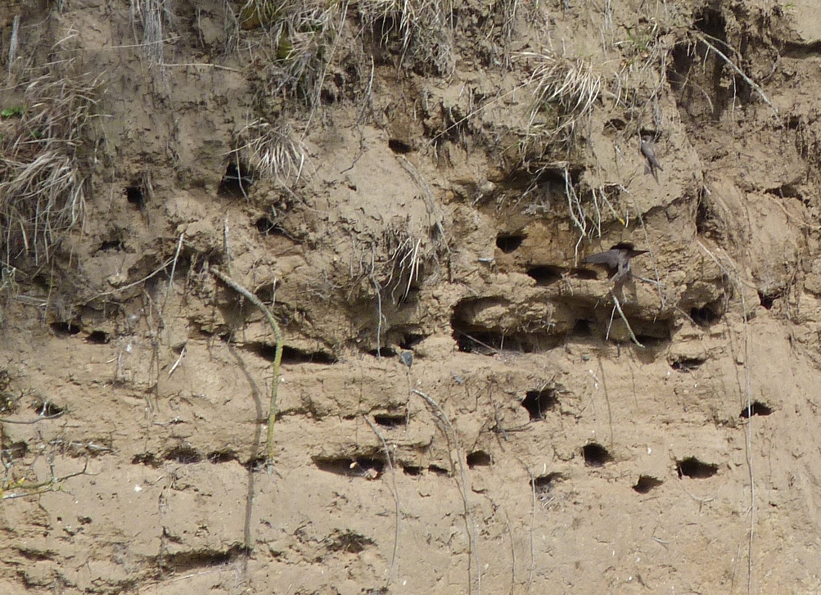 CityBirding: Ryton Willows