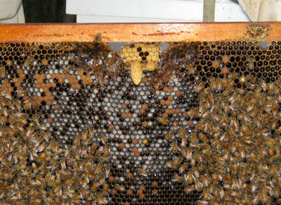 Beaver Creek Bees: Hive Inspection 4/2/12