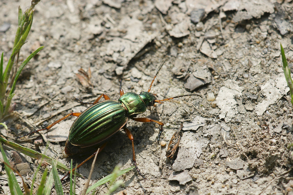 Photo Nature Lilliputienne (macrophotographies): Carabus auratus, le ...