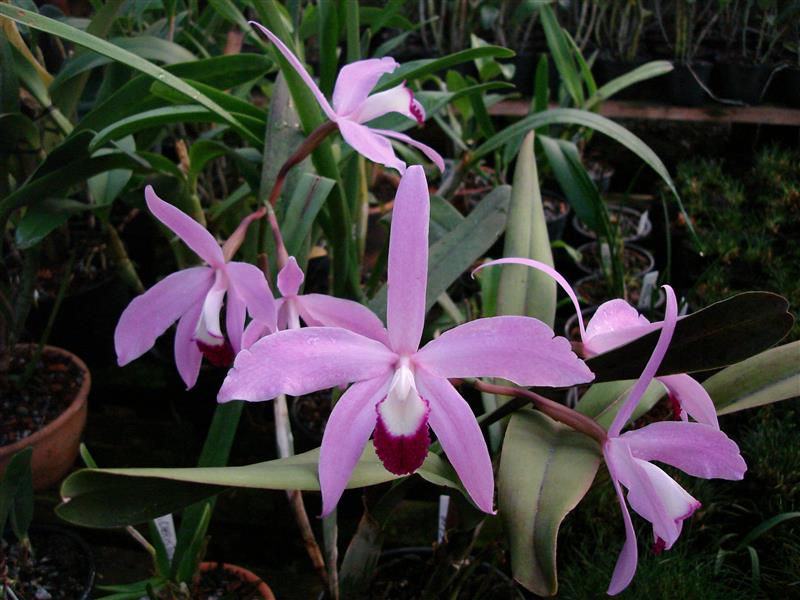 Laelia perrinii care and culture | Travaldo's blog