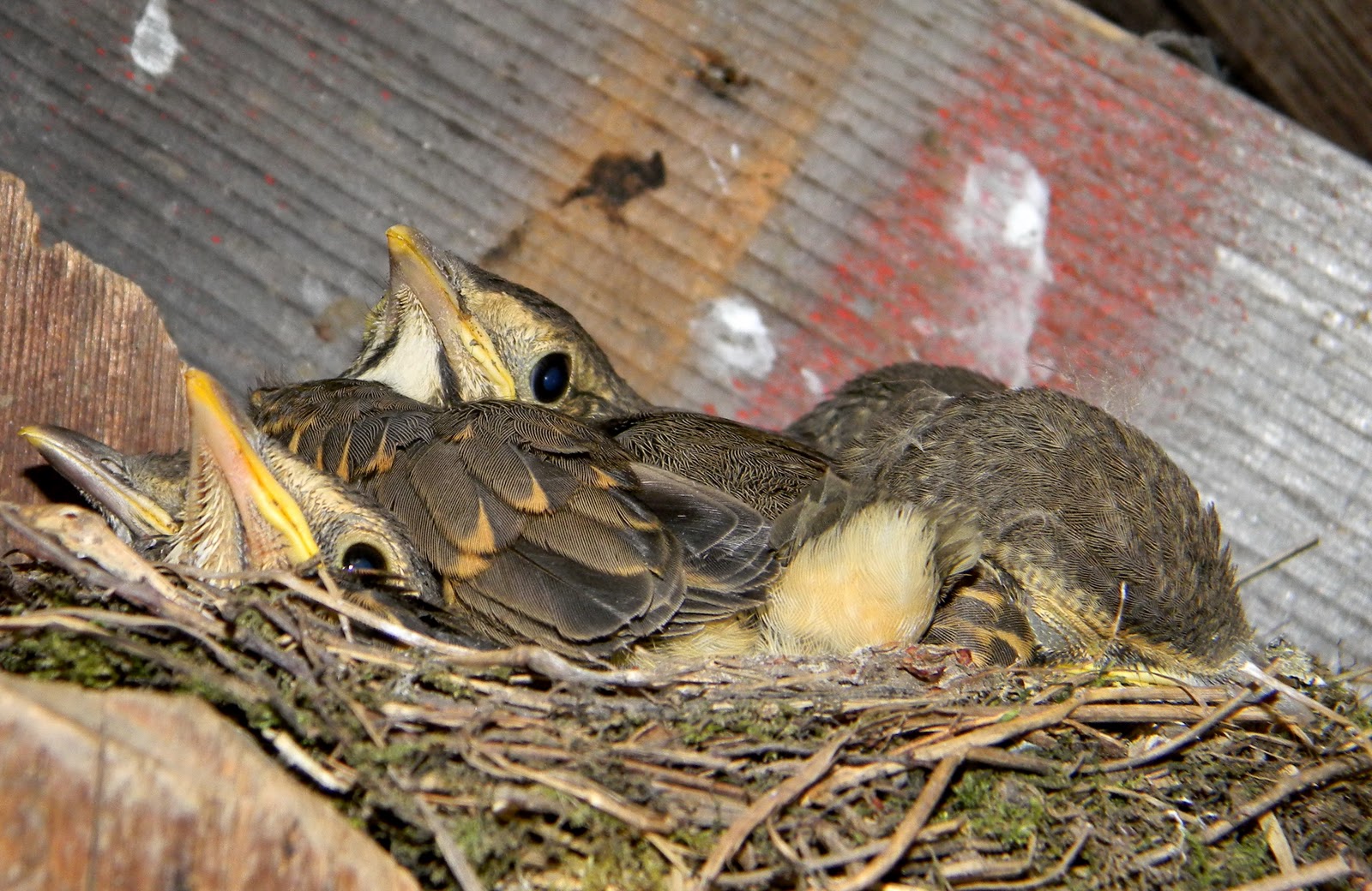 Lumea vieţuitoarelor: Sturzul cântător ( Turdus philomelos )