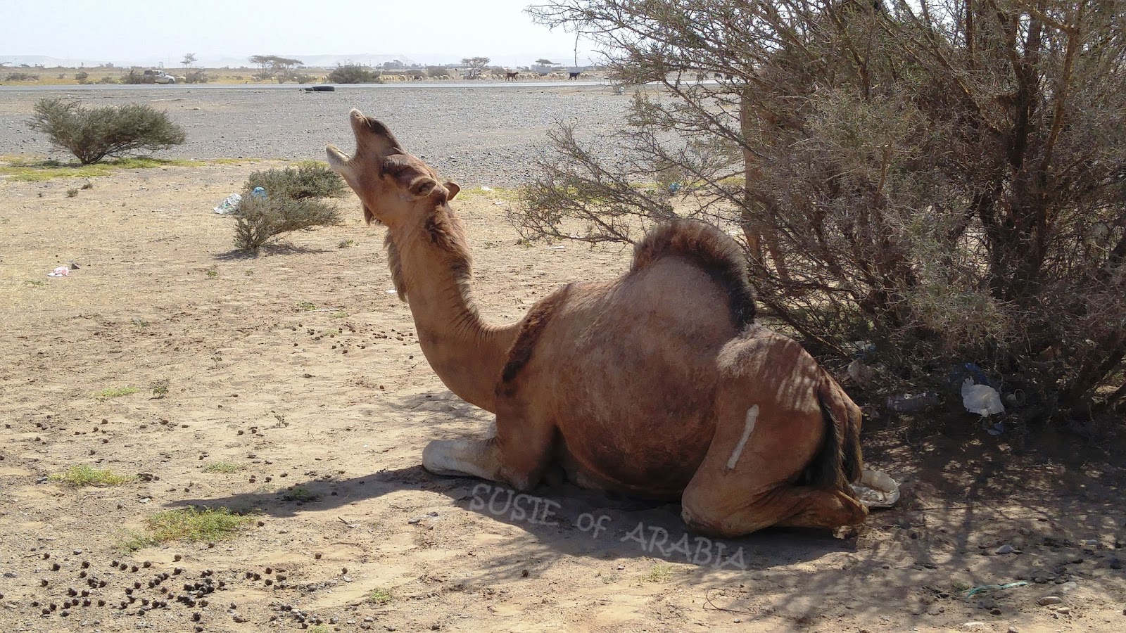 Jeddah Daily Photo: Saudi Arabia's Dromedary Camel