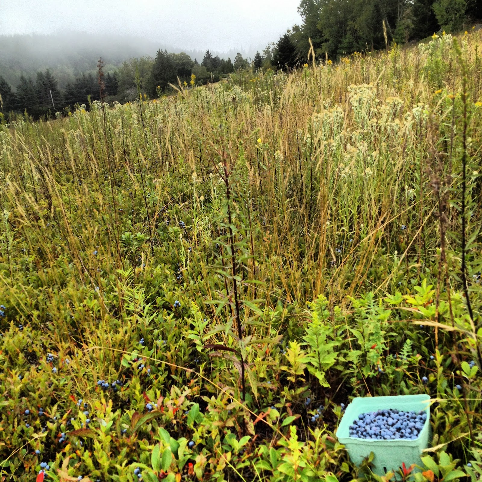 Have You Ever Picked A Carrot?: Wild Maine Blueberries: The King of Fruits