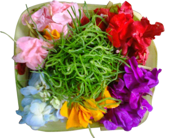 Ayia - Illustrative Graphic Designer: Canang