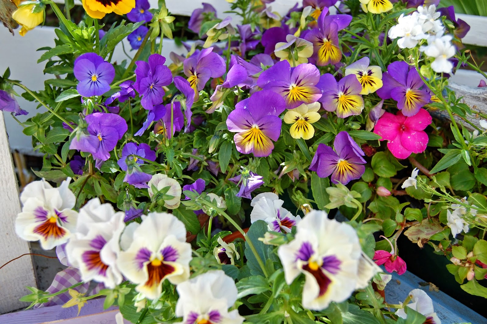 My Painted Garden: Painting and Planting Fall Pansies