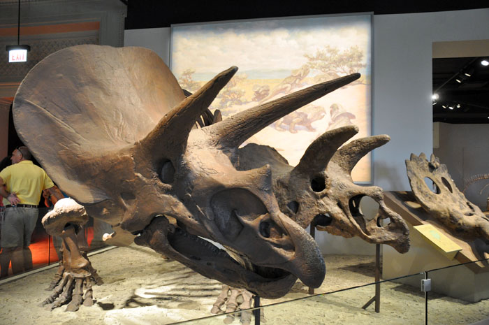 ART Evolved Life s Time Capsule Back To Building A 3D Dinosaur Research art-evolved-life-s-time-capsule-back-to-building-a-3d-dinosaur-research
