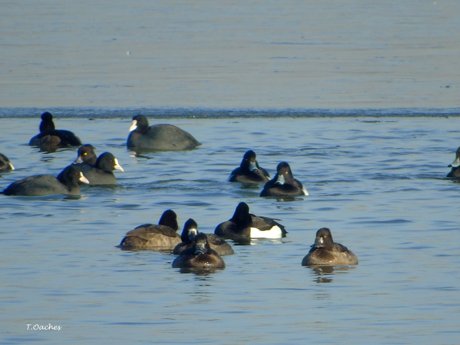 PASARI DIN ROMANIA: RATA MOTATA, Aythya fuligula