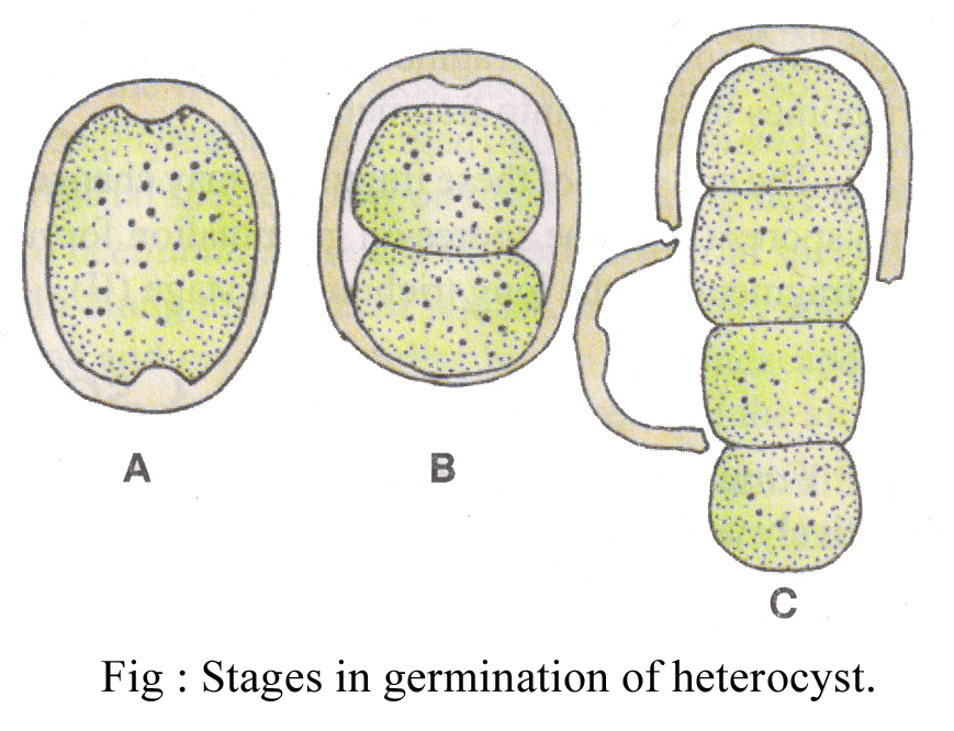 NOSTOC - STRUCTURE OF VEGETATIVE BODY AND REPRODUCTION