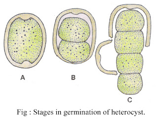 NOSTOC - STRUCTURE OF VEGETATIVE BODY AND REPRODUCTION