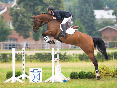 Horse Life and Love: Holsteiner Horses