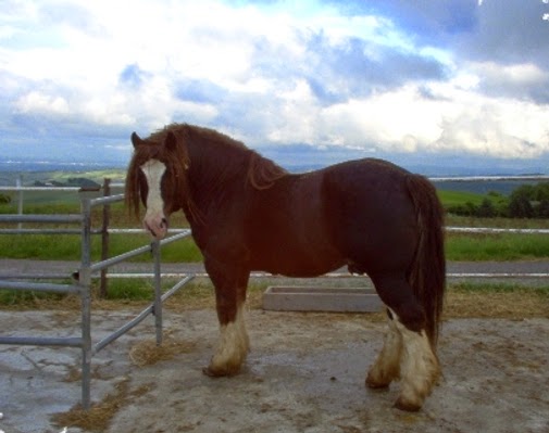 Agricolo italiano (TPR)