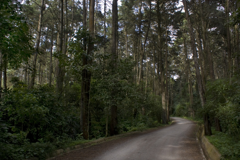 ECOSISTEMAS DE COSTA RICA: BOSQUE TROPICAL HÚMEDO MONTANO BAJO