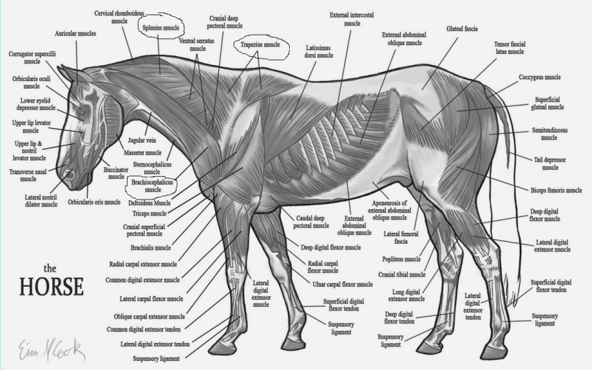 Automaatti: Hevosen anatomia