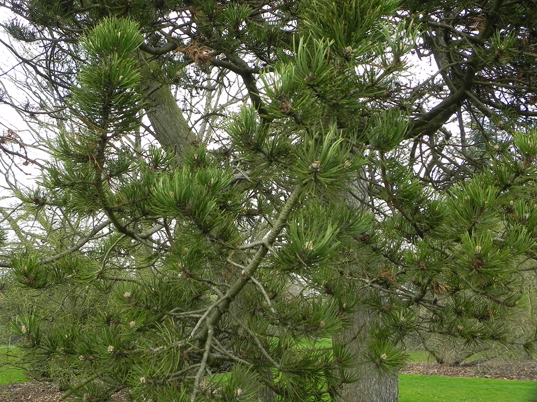 Á R B O L E S (T R E E S) y P A L M E R A S (P A L M S): Pinus mugo ...