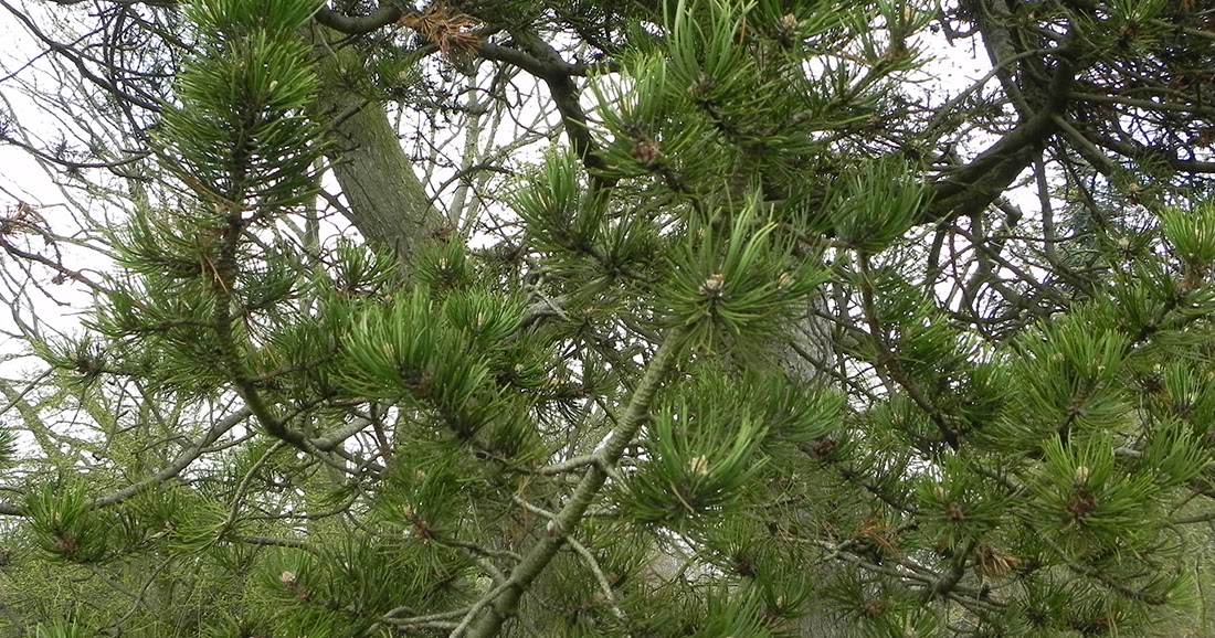 Á R B O L E S (T R E E S) y P A L M E R A S (P A L M S): Pinus mugo ...