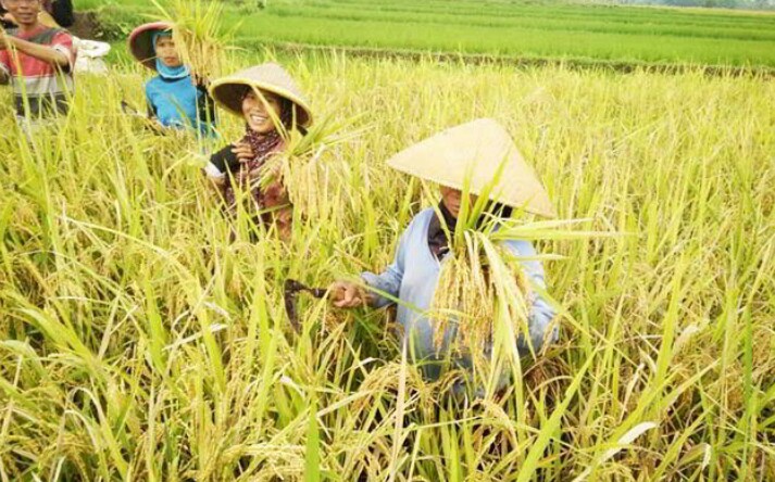 Cara Penanaman Padi, Perawatan, Hingga Panen - PETANI MILENIAL