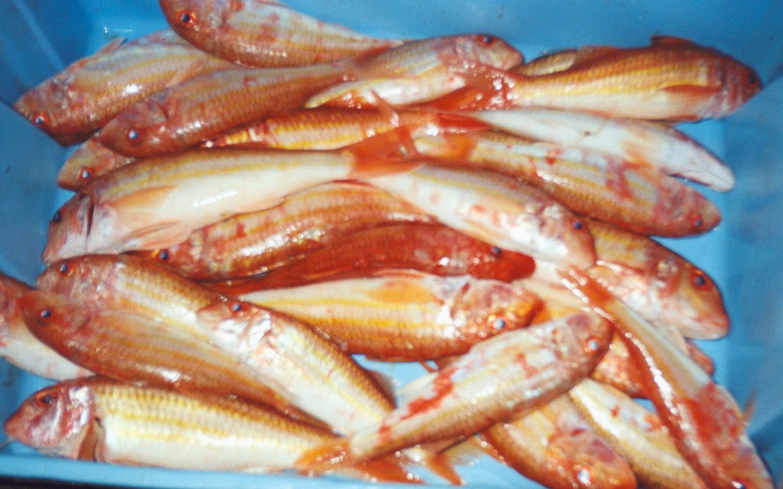 El rincón de Mundín: EL SALMONETE: CARACTERÍSTICAS