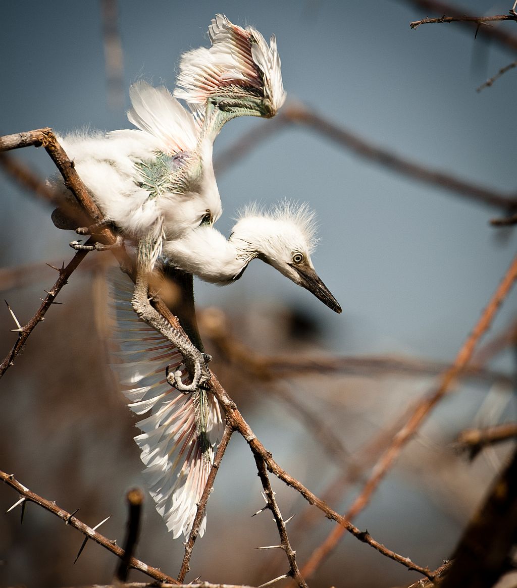 Elsen Karstad's 'Pic-A-Day Kenya': Young Lesser Egret- Lake Baringo Kenya