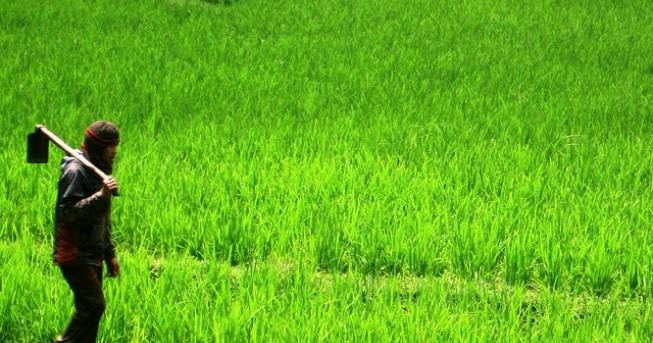 Indonesian Strong from Home: ILMU PADI MAKIN BERISI MAKIN MERUNDUK