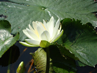 "the world": "The flower Lotus - enlightment and detachment"