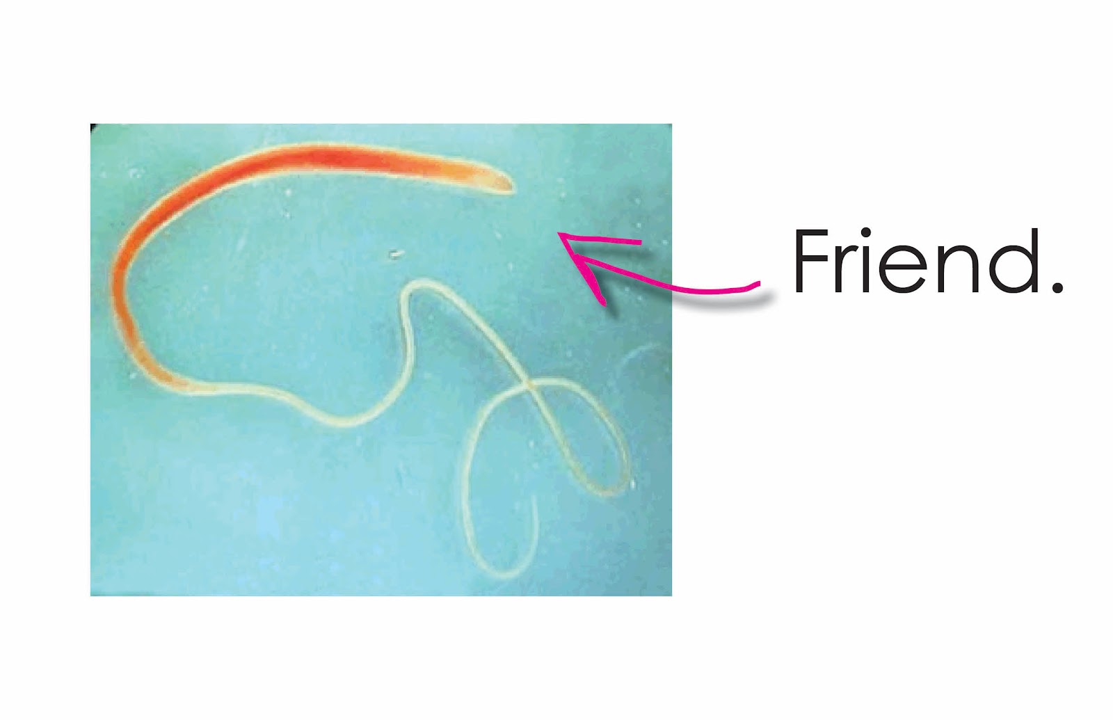 mama congo: Thoughts on Worms