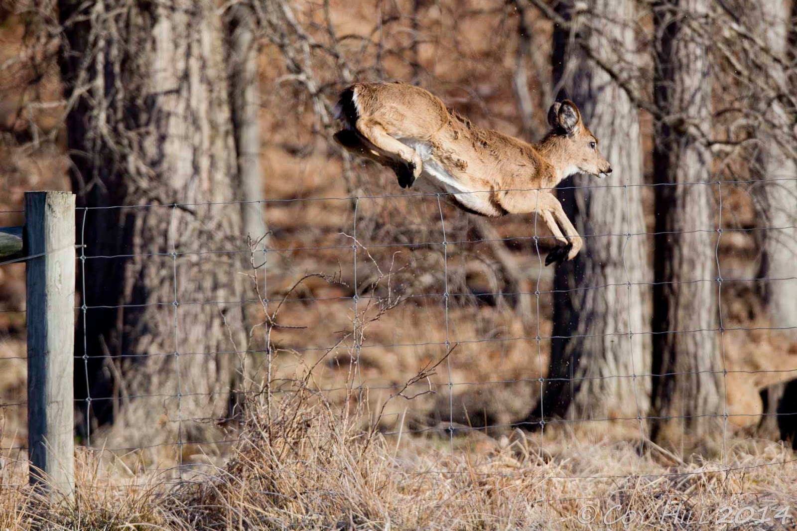 Country Captures: Springtime has Everyone Running and Leaping